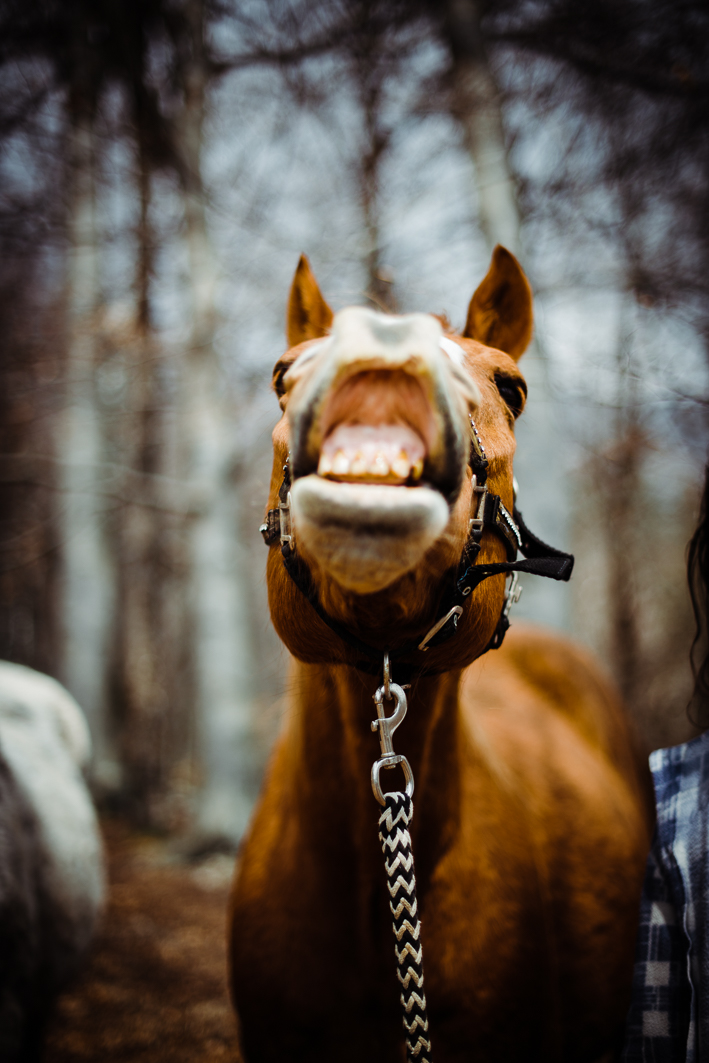 Cavallo che sorride, laughing horse – licht pascal